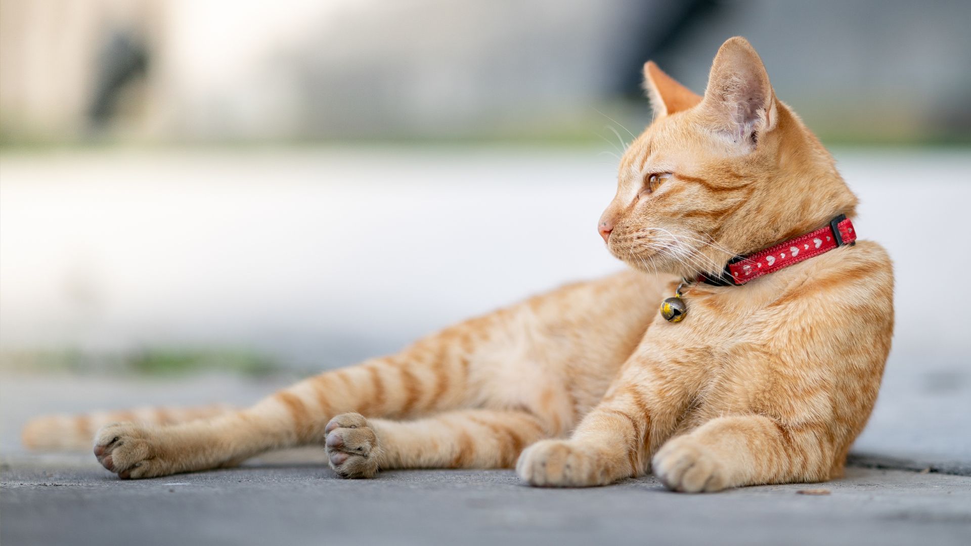 New Client Form | Twin Oaks Veterinary Clinic